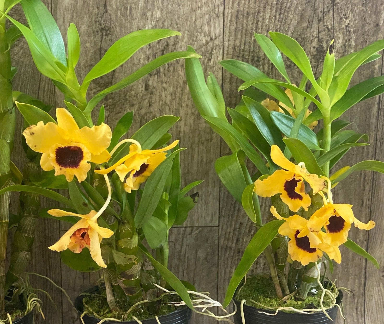 Dendrobium Tianmu Huangdi (4” pot) - Everything Orchids