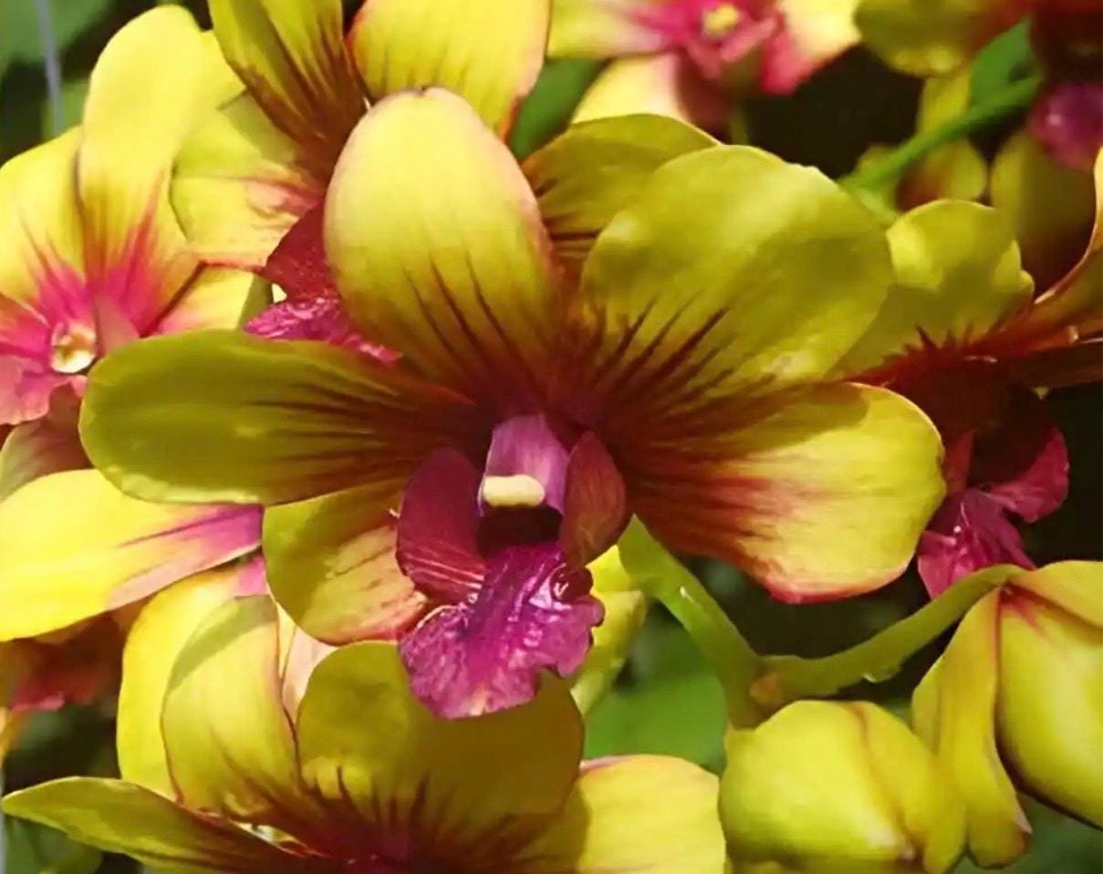 Dendrobium Yellow Splash Red (3.5” pot) - Everything Orchids