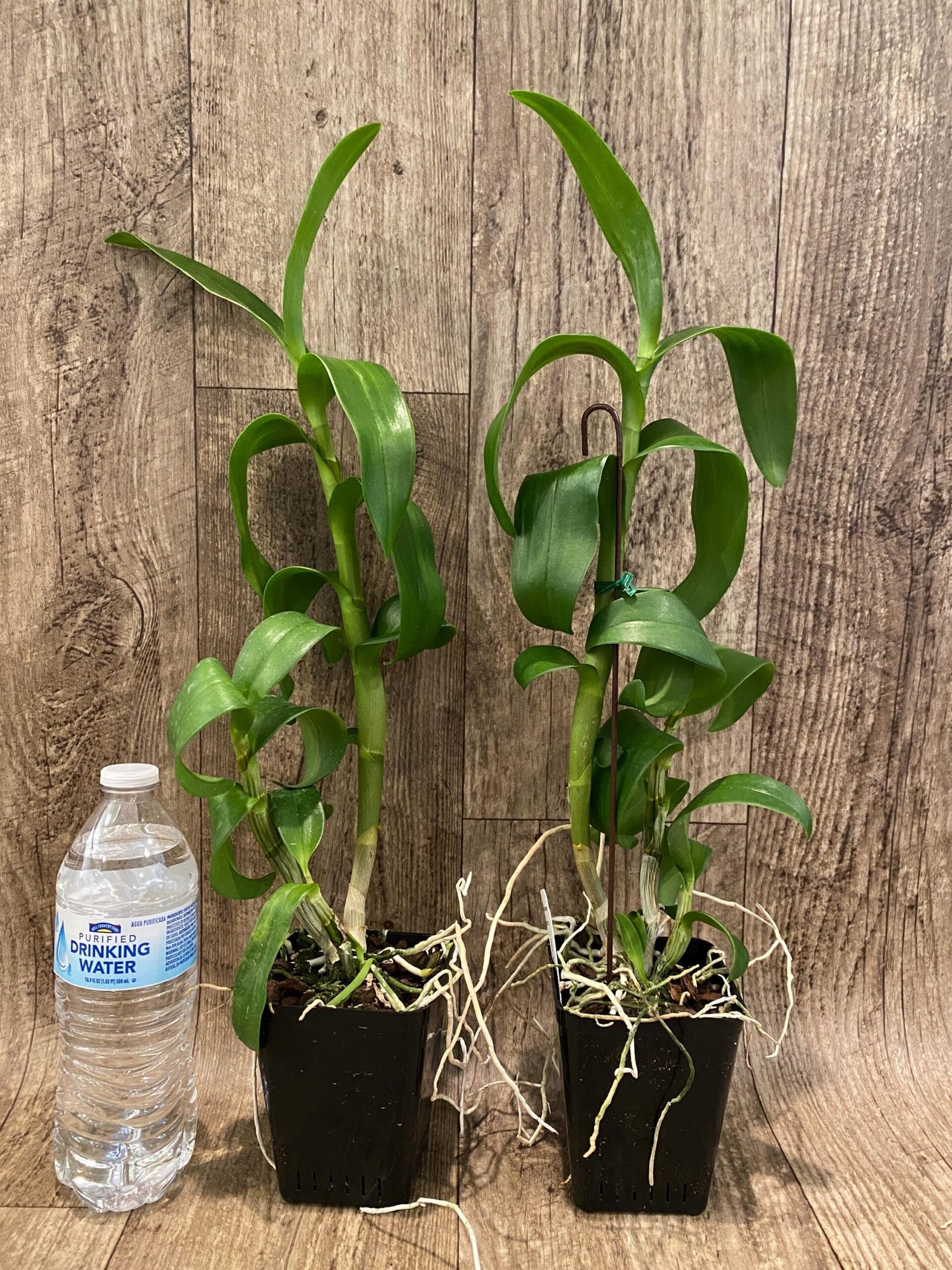 Dendrobium Yellow Splash Red (3.5” pot) - Everything Orchids