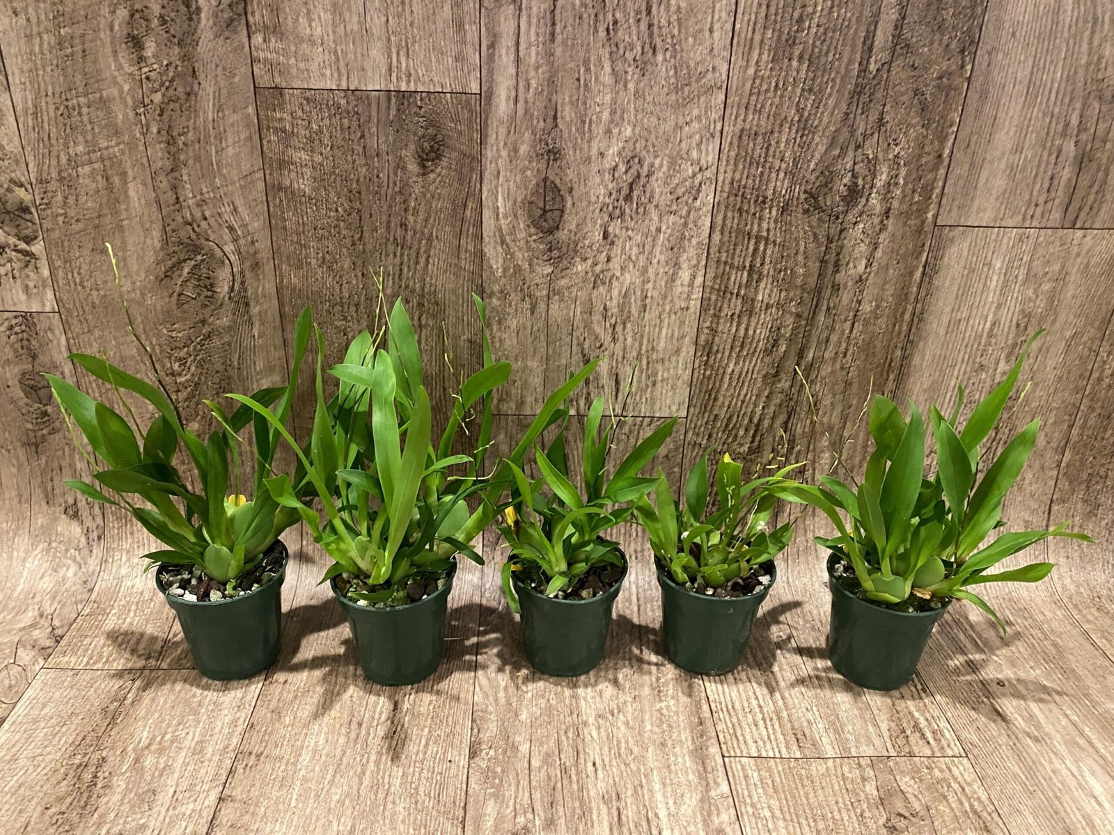 Double – Multi Spikes Fragrant Mini Oncidium Twinkle ‘Fantasy’ (3” Pot ...