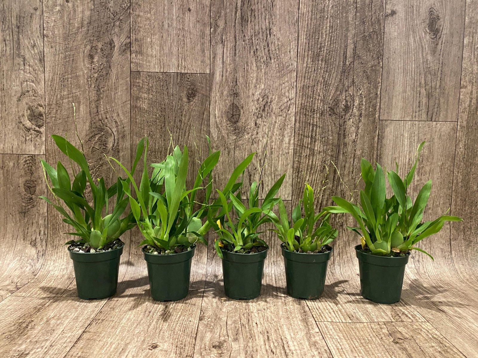 In Spikes Fragrant Mini Oncidium Twinkle ‘Fantasy’ (3” Pot ...