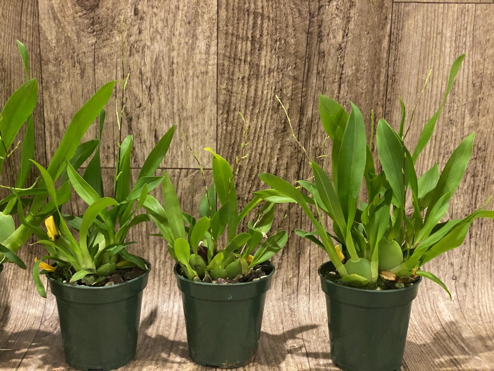 Double – Multi Spikes Fragrant Mini Oncidium Twinkle ‘Fantasy’ (3” Pot ...
