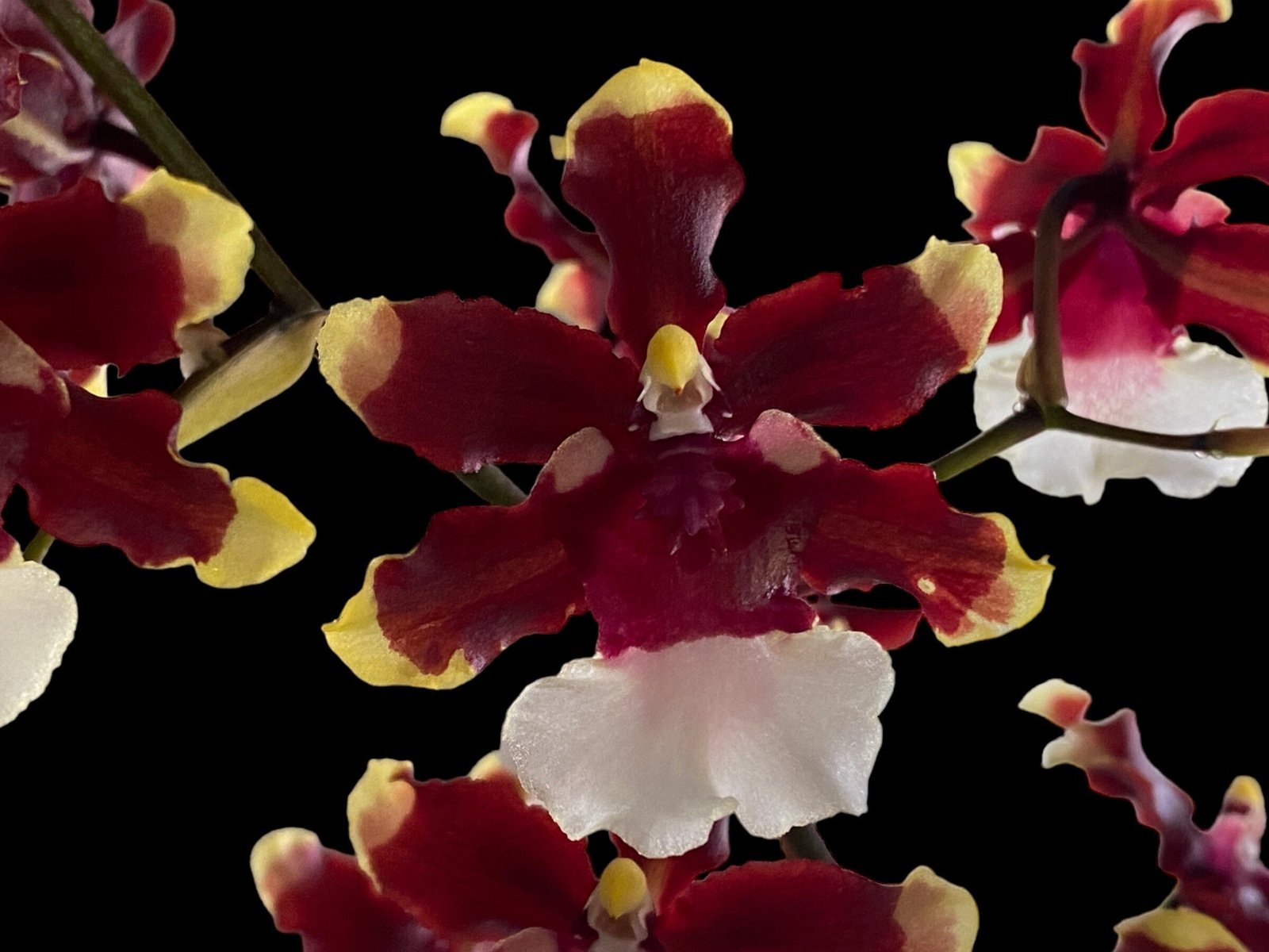 DOUBLE SPIKE – Oncidium Aka Baby ‘Raspberry Chocolate’ (3.5” pot ...