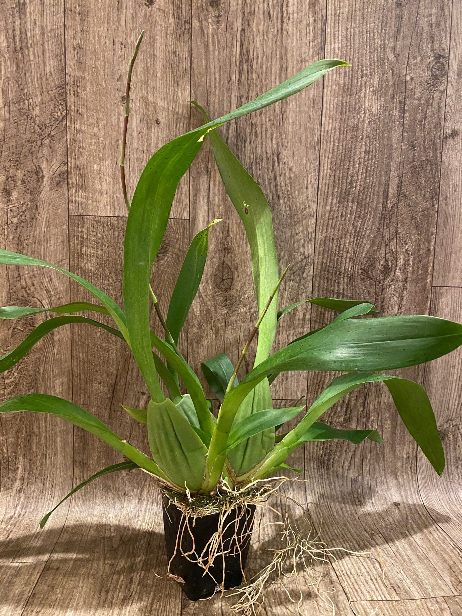 Double Tall Spikes – Oncidium Sharry Baby ‘Sweet Fragrance’ Huge Plants ...