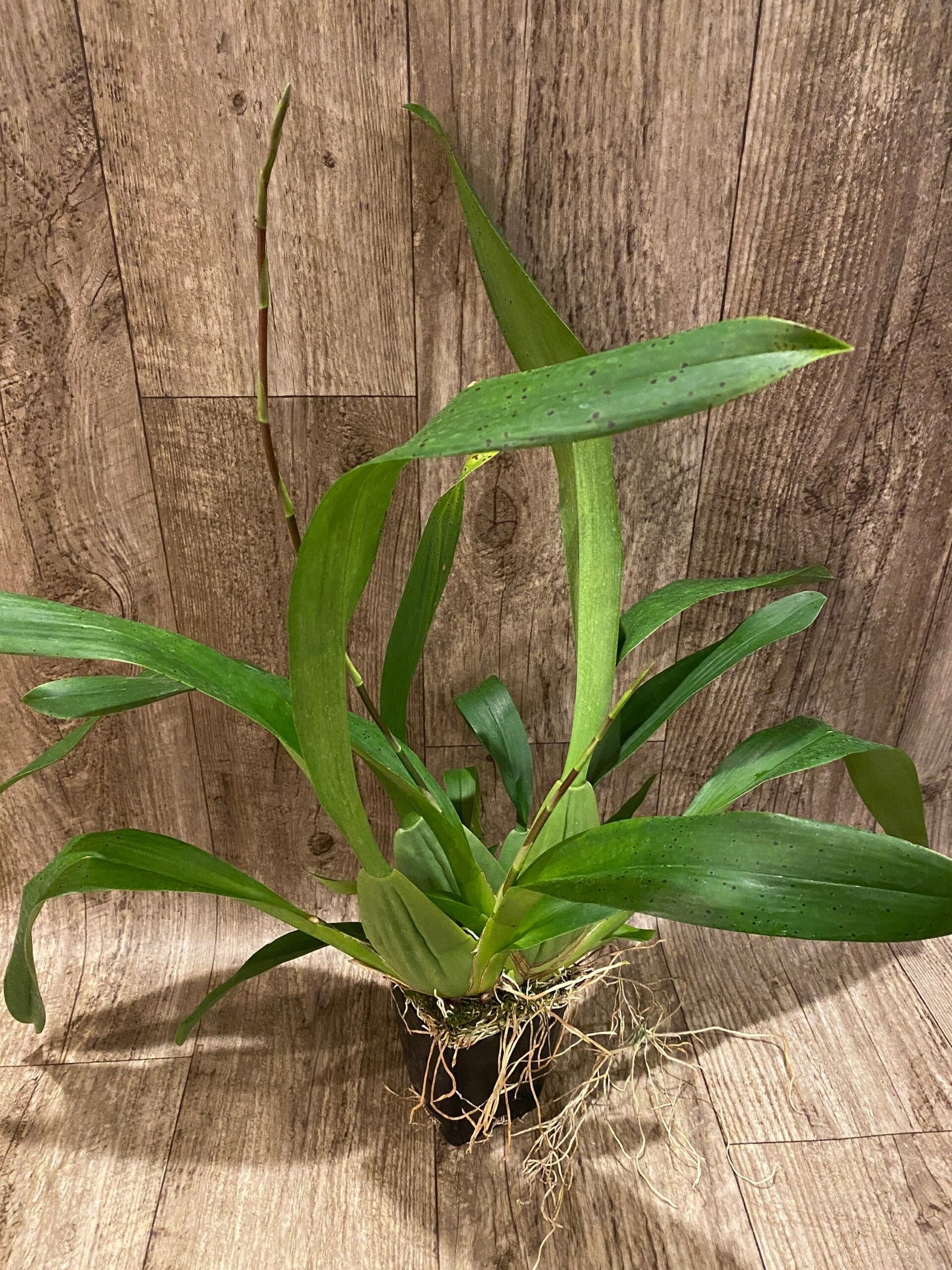 Double Tall Spikes – Oncidium Sharry Baby ‘Sweet Fragrance’ Huge Plants ...