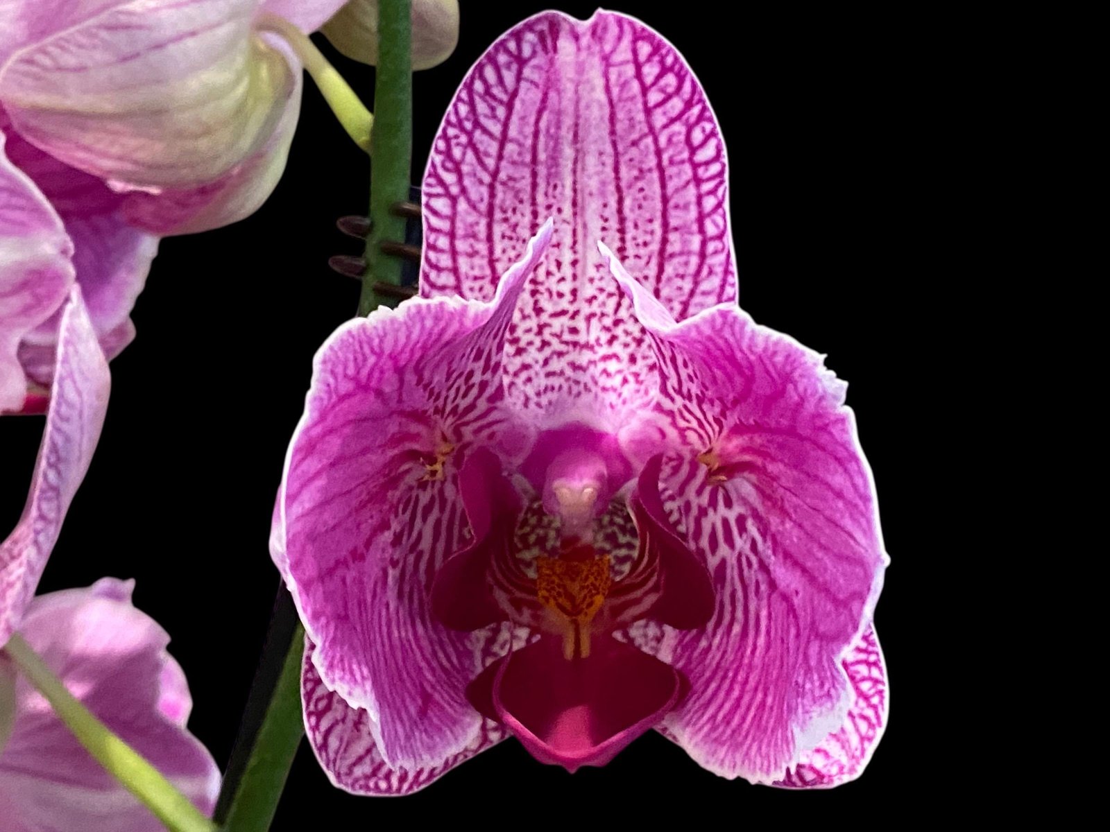 Double Spike Phalaenopsis I-Hsin Spider-Man Peloric (4.5″ pot ...