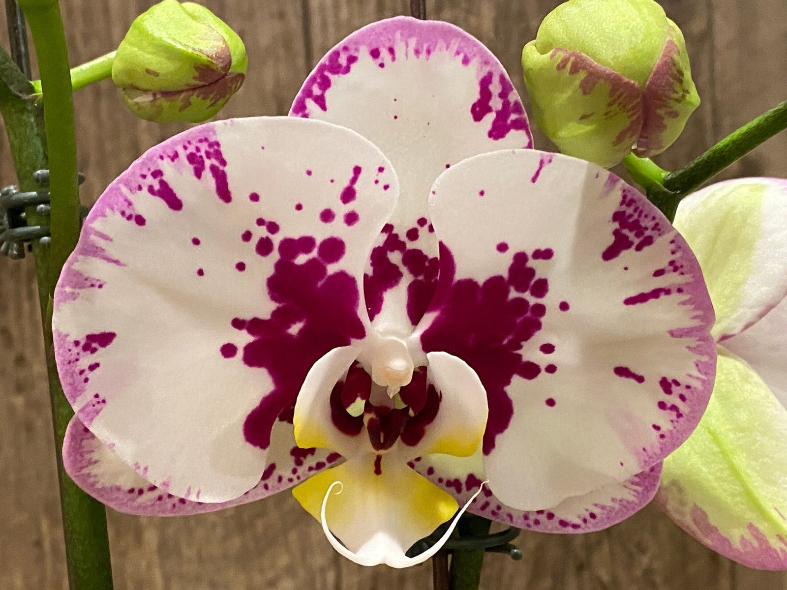 Double Spike Rare Phalaenopsis Shulong (4.5″ Pot) - Everything Orchids