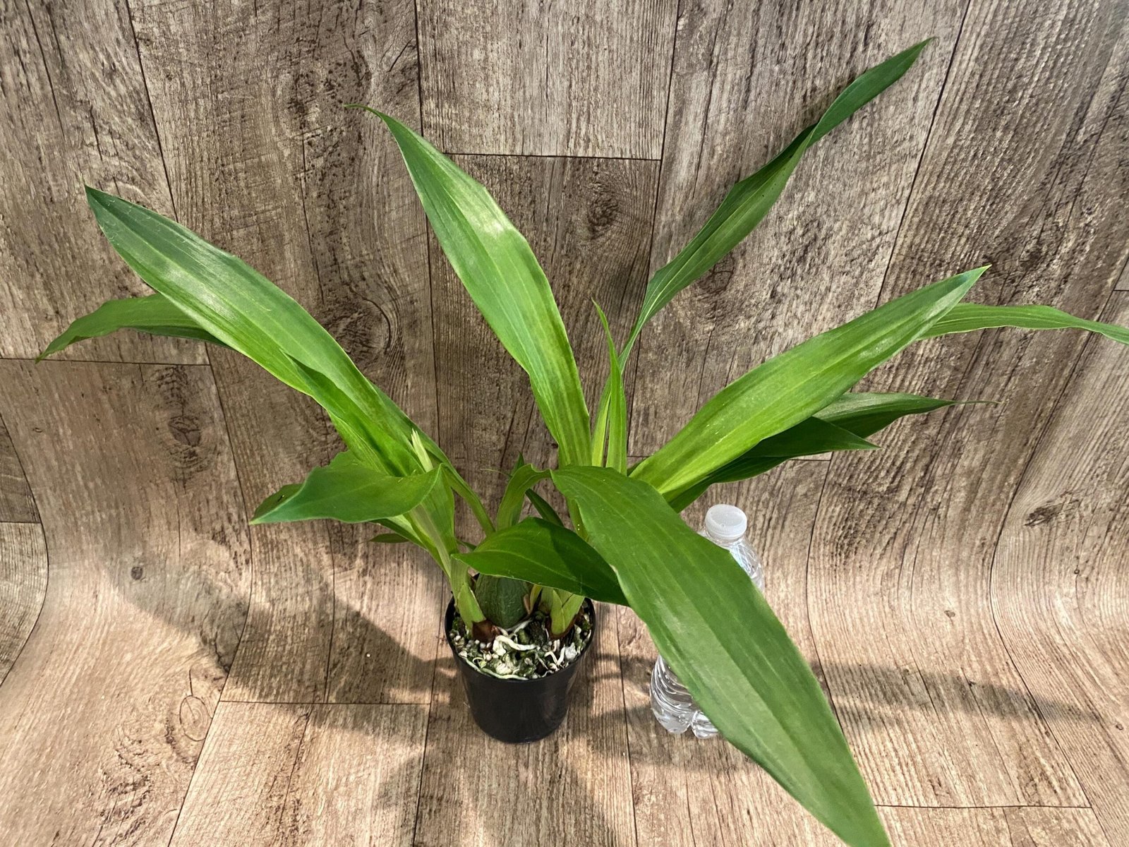 Double Spikes Galeopetalum Starburst ‘Parkside’ AM/AOS (BS 3.5″ pot ...