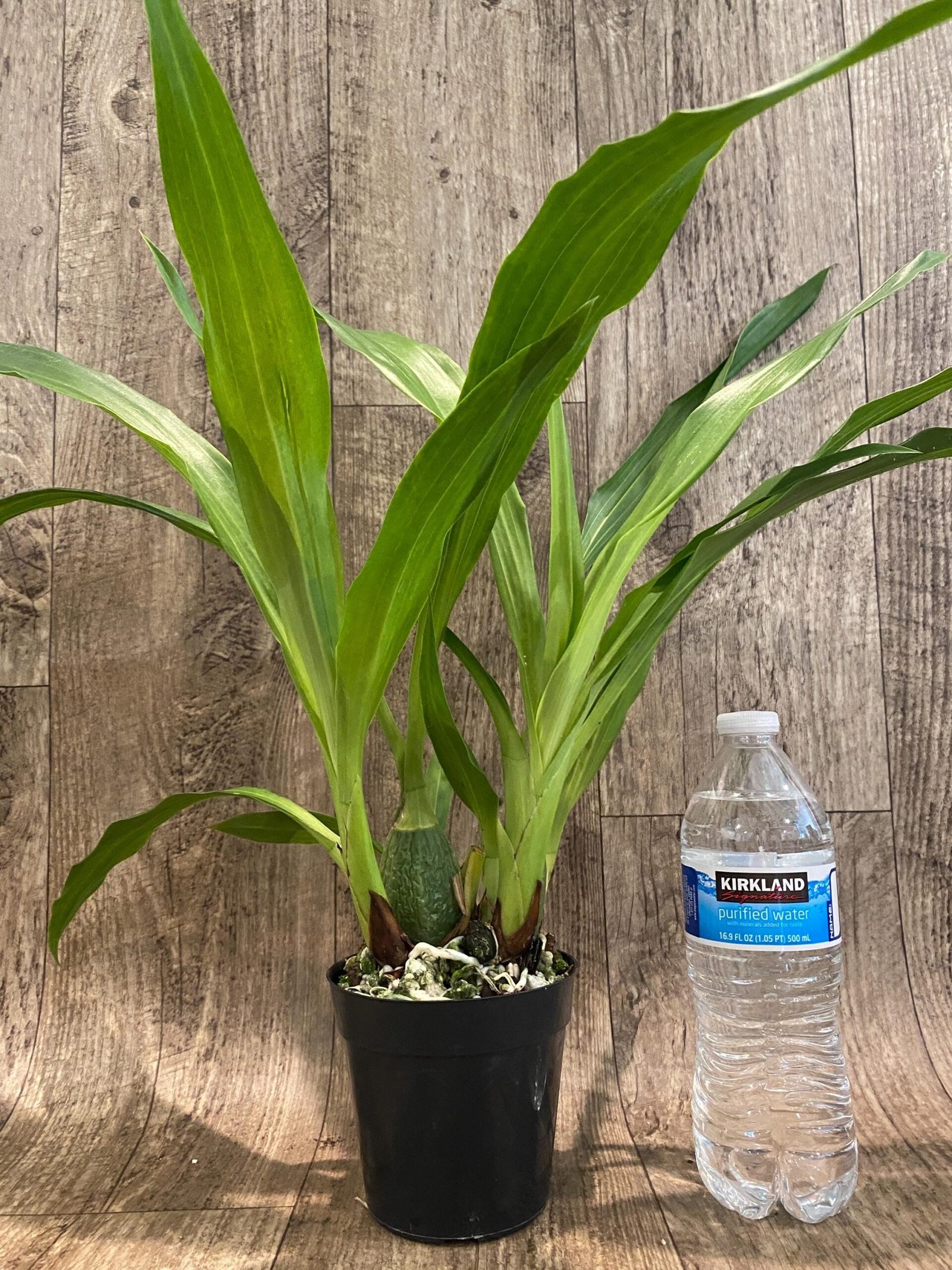 Double Spikes Galeopetalum Starburst ‘Parkside’ AM/AOS (BS 3.5″ pot ...