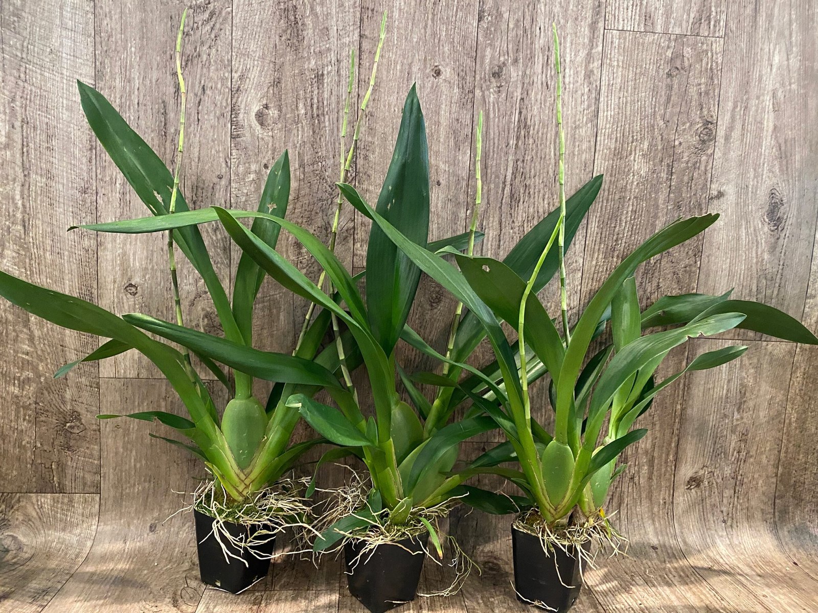 Double Spikes Oncidium Aka Baby ‘Raspberry Chocolate’ HCC/AOS (3.5” pot ...