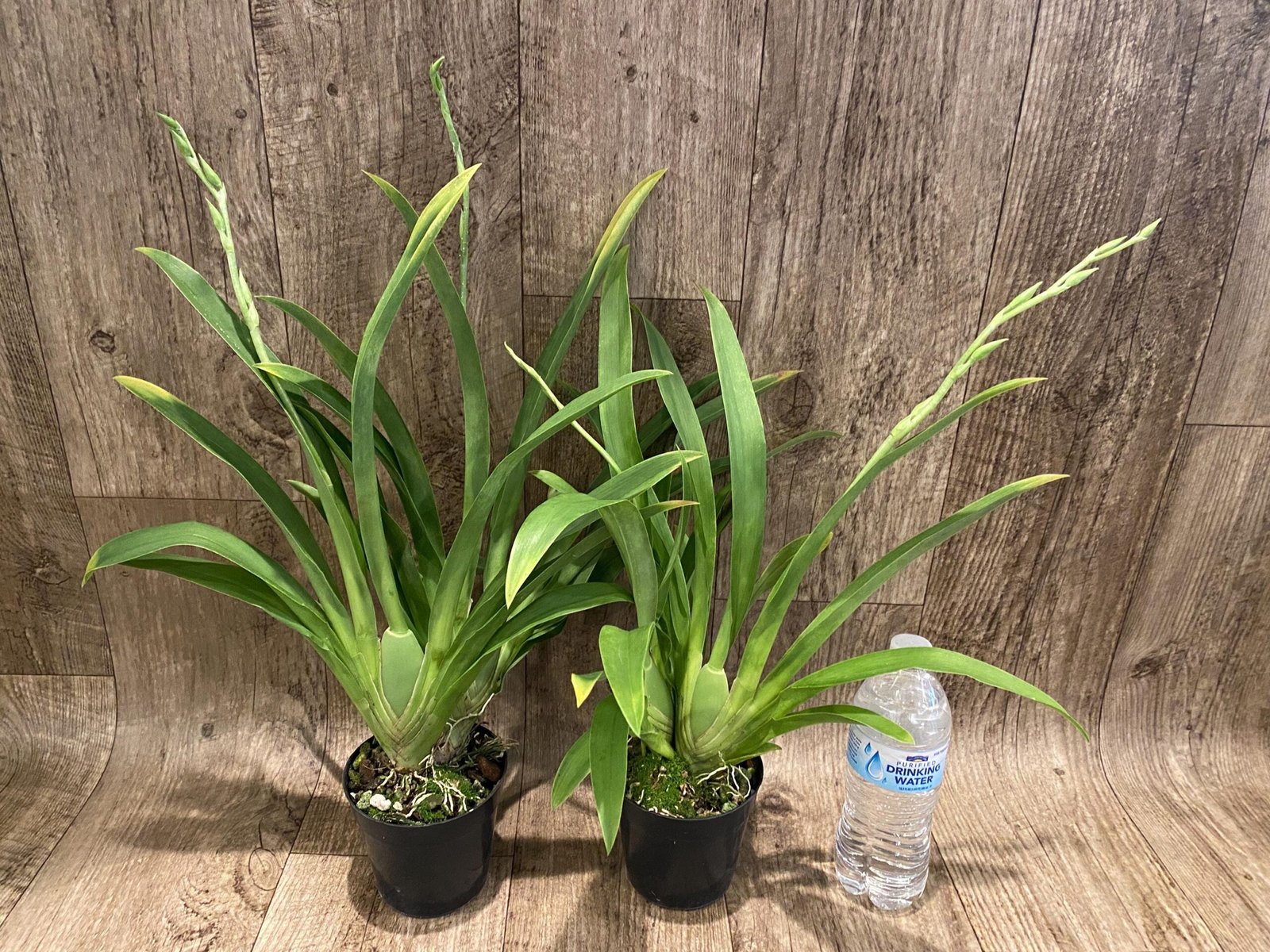 Double Spikes Miltoniopsis Bertha Baker ‘Florentine’ HCC/AOS (3.5” pot ...