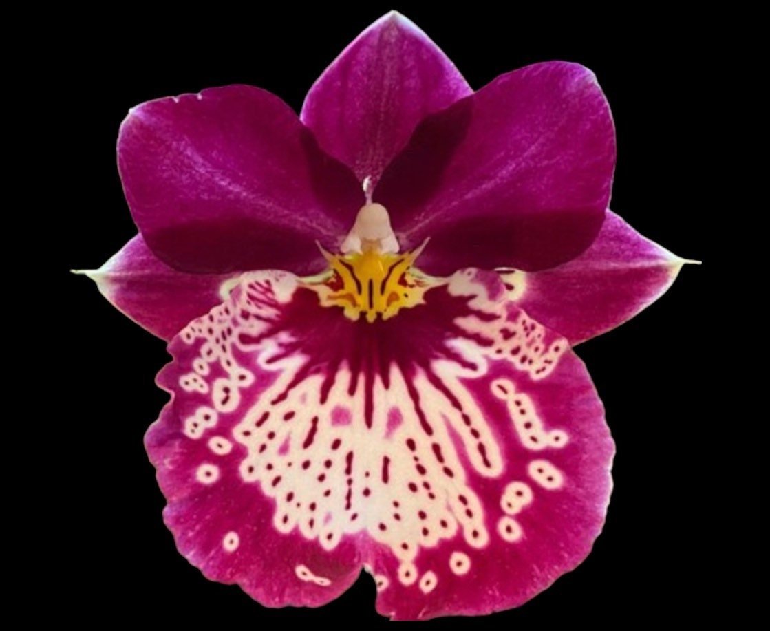DOUBLE SPIKES – Miltoniopsis Edie Brown x sibling (4.5” pot ...