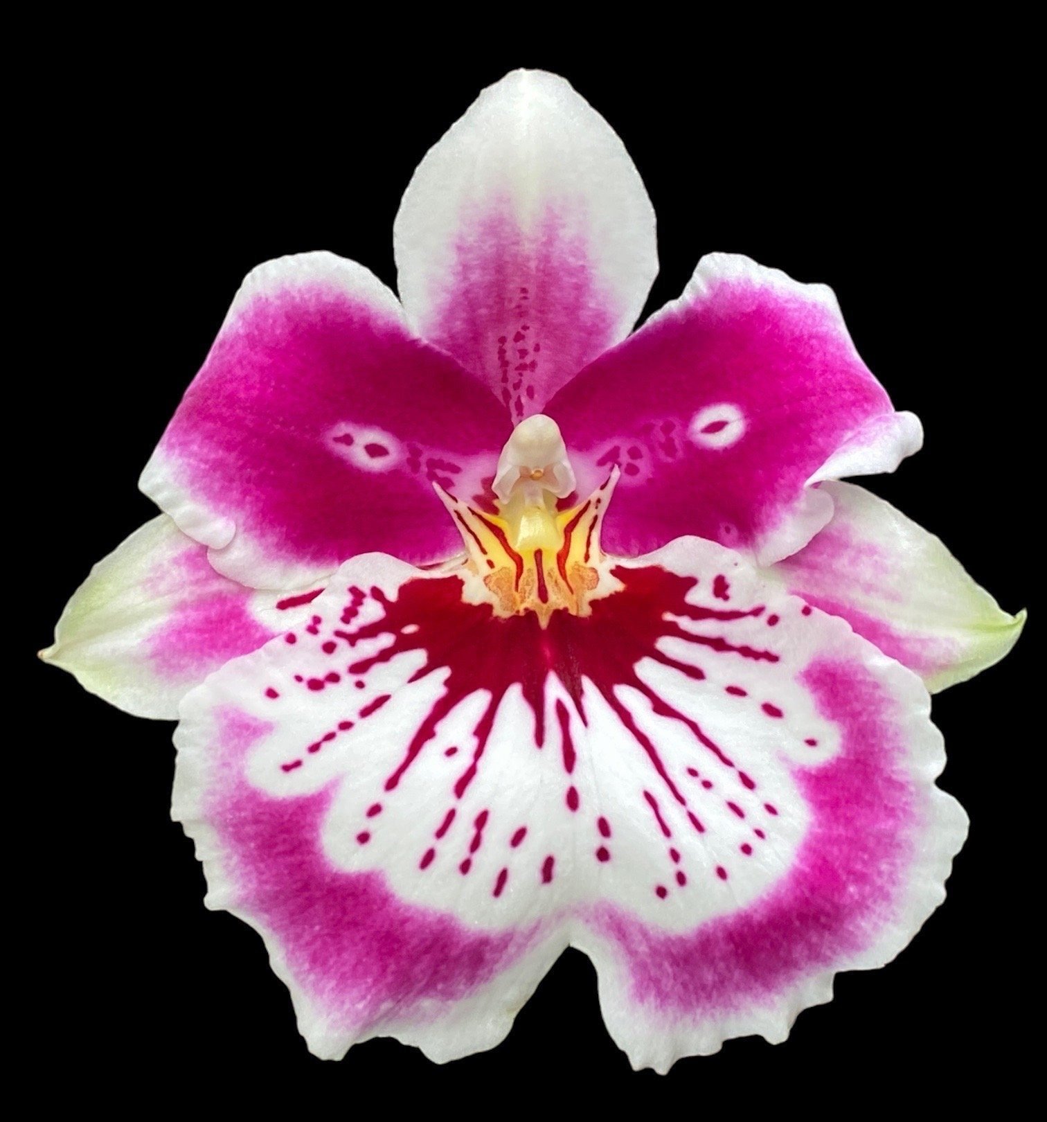 Double Spikes Miltoniopsis Milton Brown (3.5″ pot) - Everything Orchids