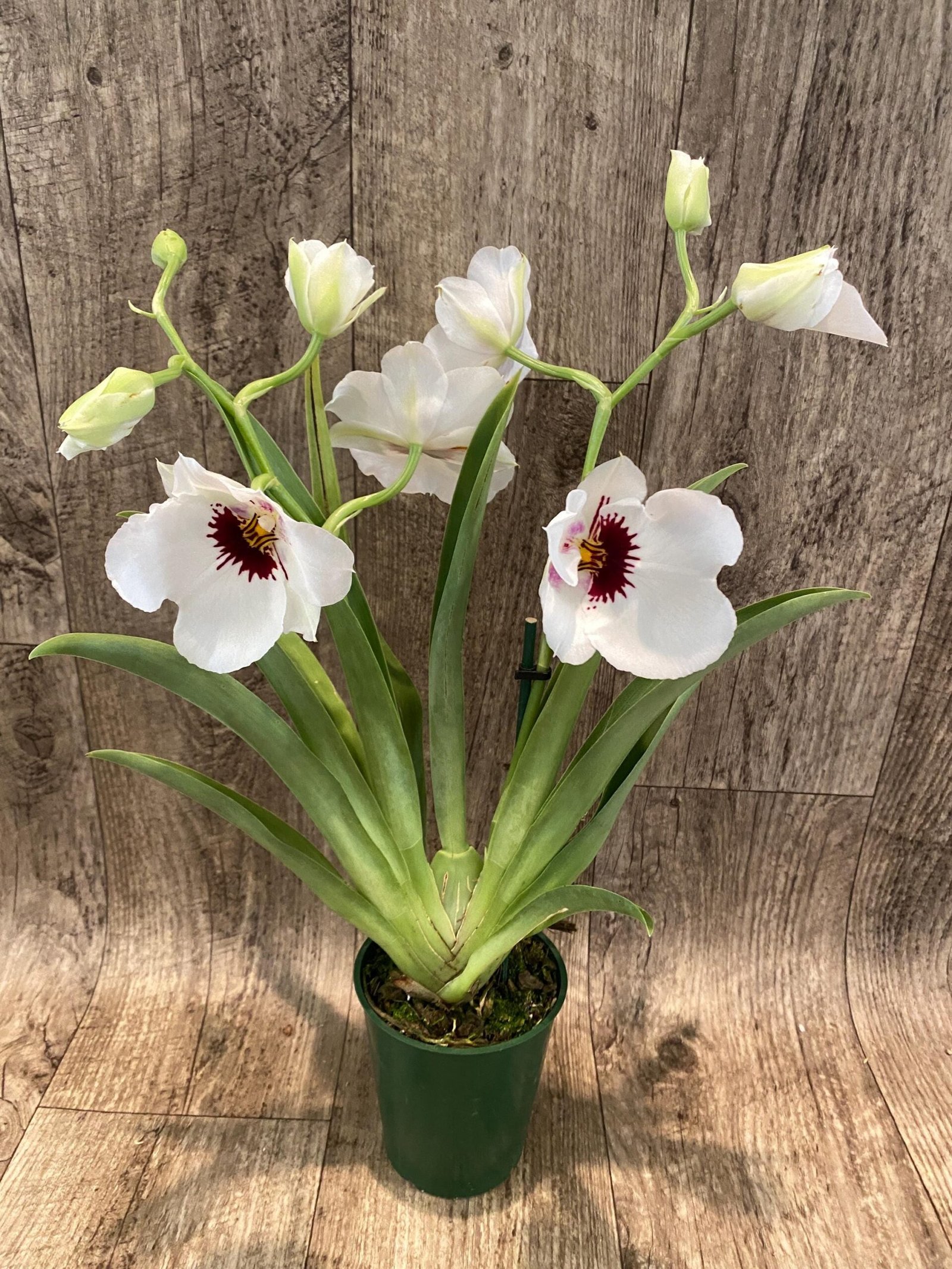 Double Spikes Miltoniopsis Nirav Savalia ‘Brilliant’ (3.5″ pot ...