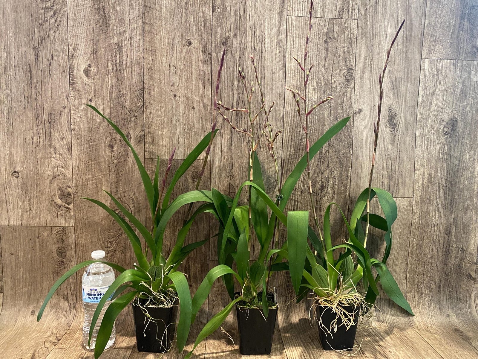 Double Spikes Odontocidium Wildcat ‘Golden Red Star’ (3.5” Pot ...