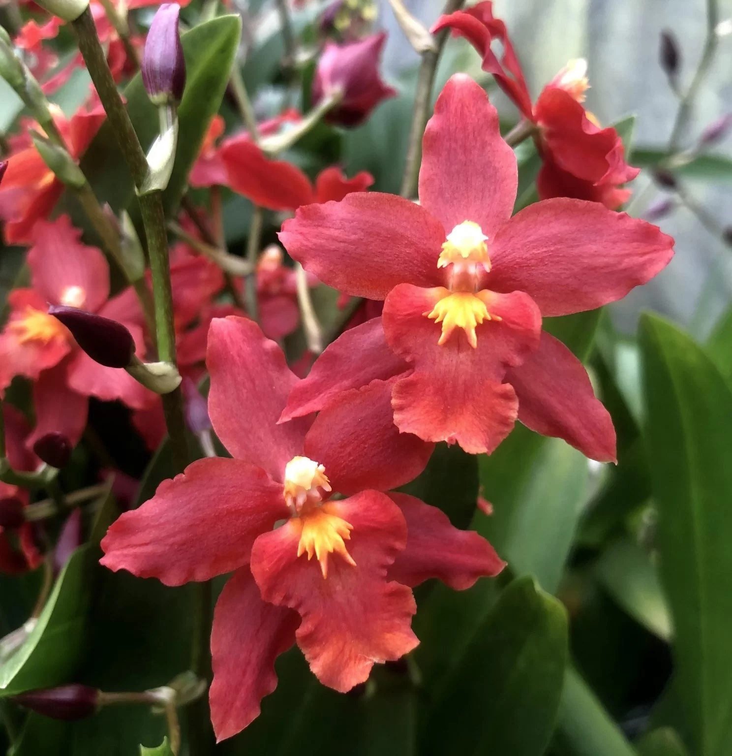 Double Spikes – Oncidium (Wils.) Space Mine ‘Red Rendezvous’ (3.5” pot ...