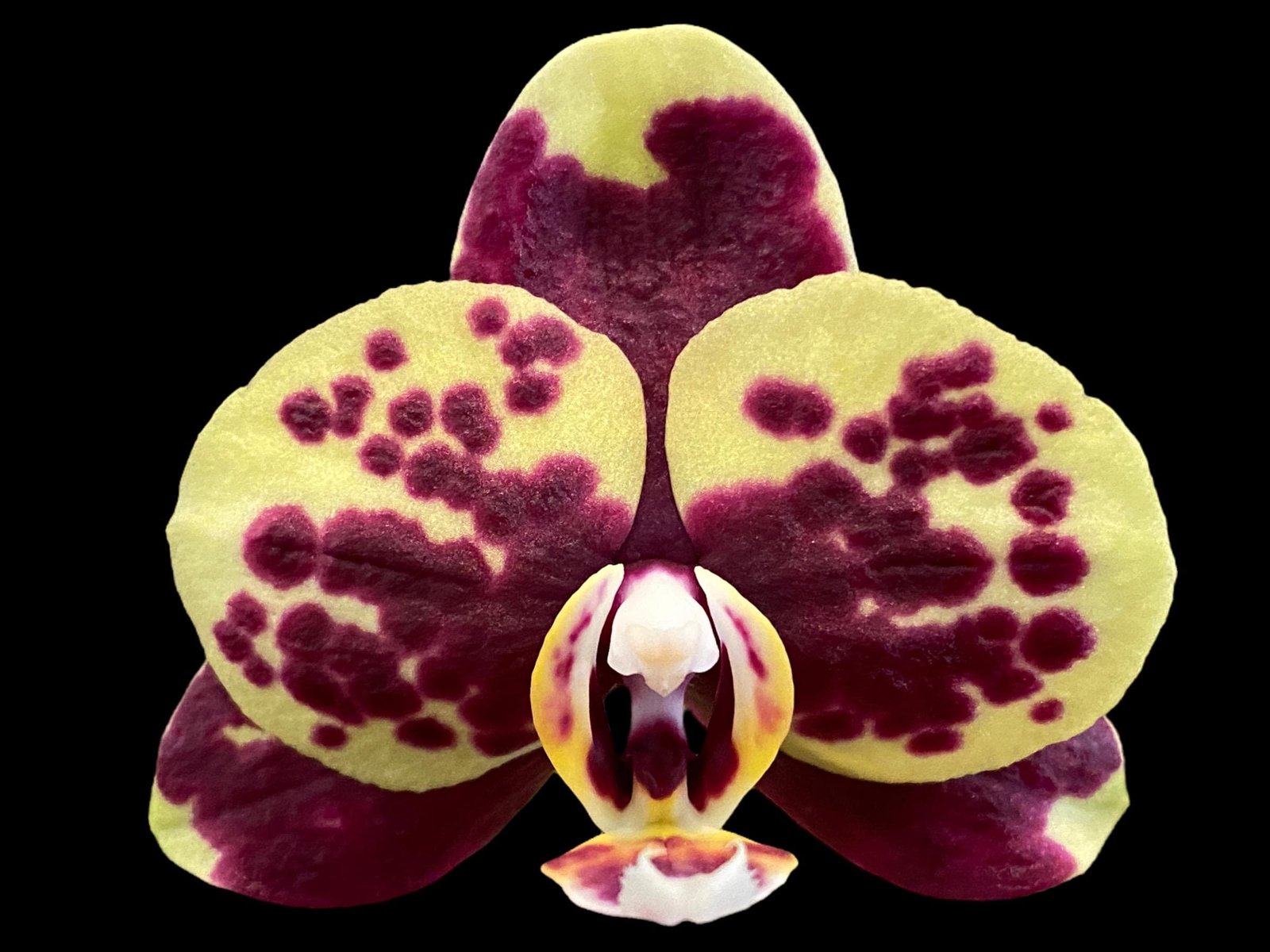Double Spikes Phalaenopsis I-Hsin Circus (3.5″ pot) - Everything Orchids