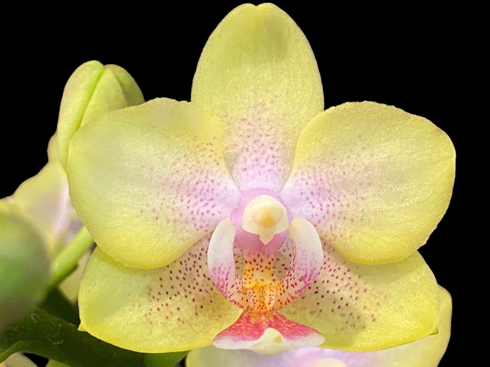 Double Spikes Phalaenopsis ‘Buttercream’ (3.5″ pot) - Everything Orchids