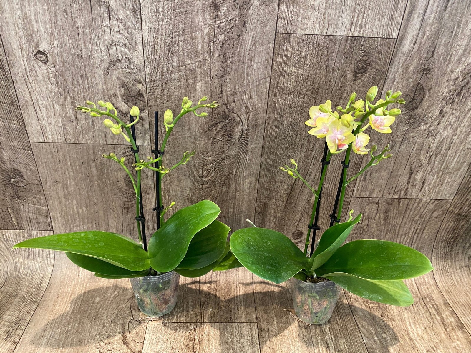 Double Spikes Phalaenopsis ‘Buttercream’ (3.5″ pot) - Everything Orchids