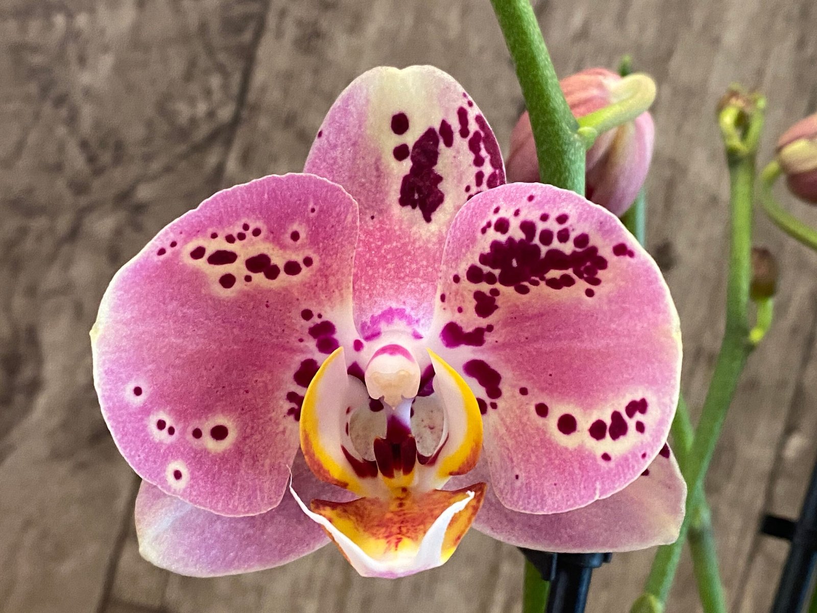 Double Spikes Phalaenopsis Dtps I-Hsin Fantastic World (4.5″ pot ...