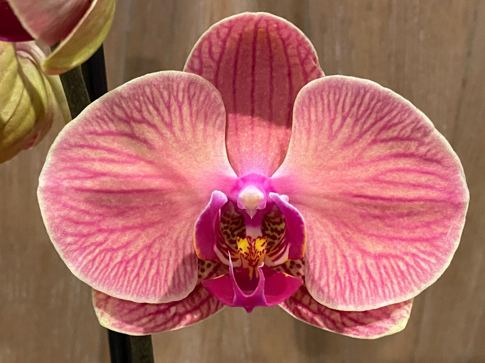 Double Spikes Phalaenopsis Golden Beth In Bloom (4.5″ pot) - Everything ...