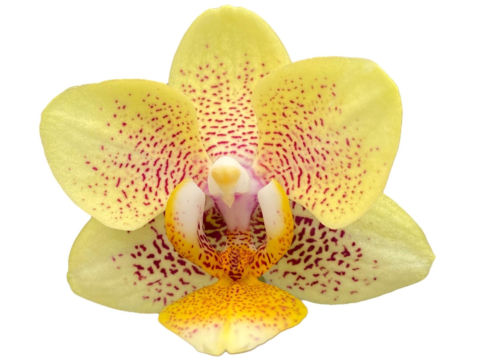 Double Spikes Phalaenopsis I-Hsin Skittles (3” Pot) - Everything Orchids
