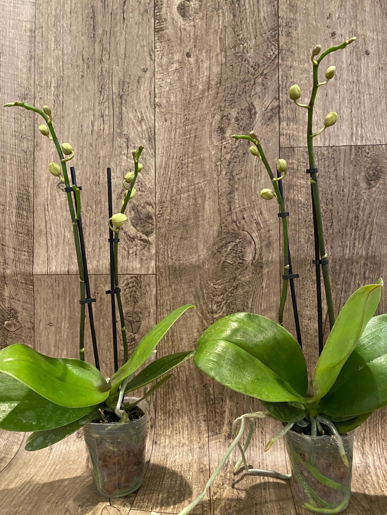 Double Spikes Phalaenopsis I-Hsin Skittles (3” Pot) - Everything Orchids