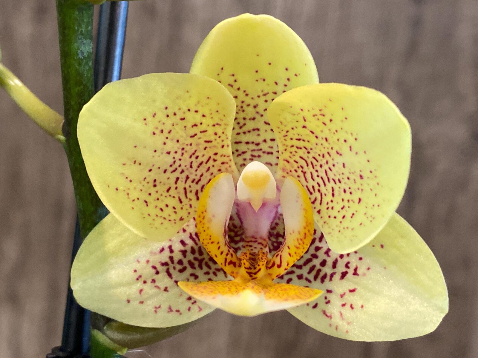 Double Spikes Phalaenopsis I-Hsin Skittles (3” Pot) - Everything Orchids