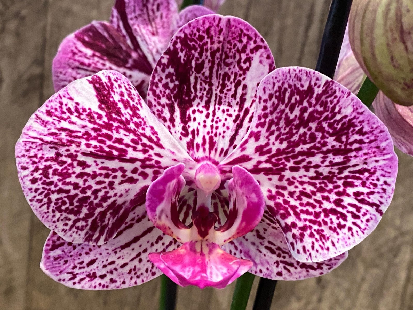 Double Spikes Phalaenopsis I-Hsin Super Star Rare Form (4.5″ Pot ...