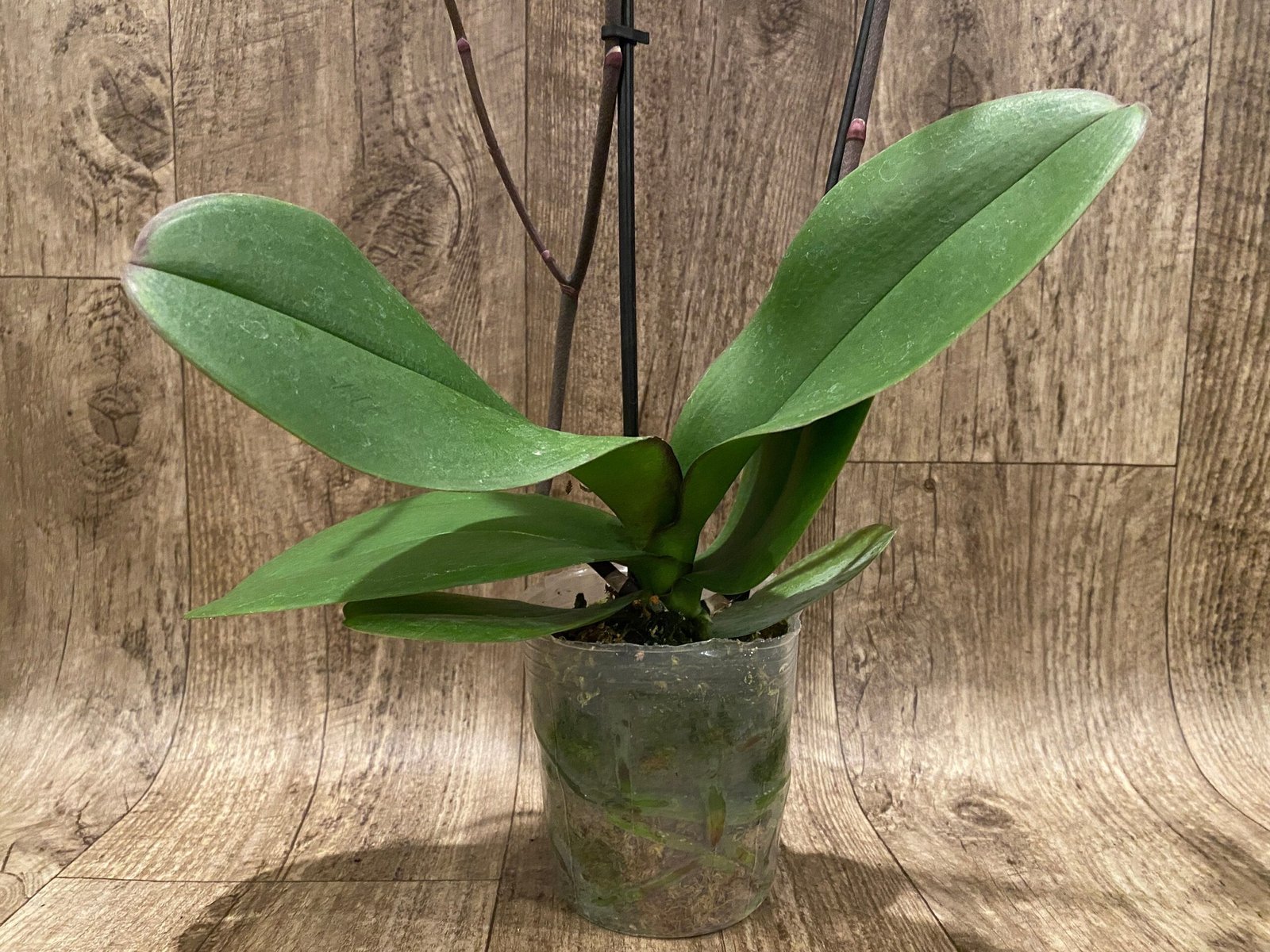Double Spikes Phalaenopsis Jillion (4″ Pot) - Everything Orchids