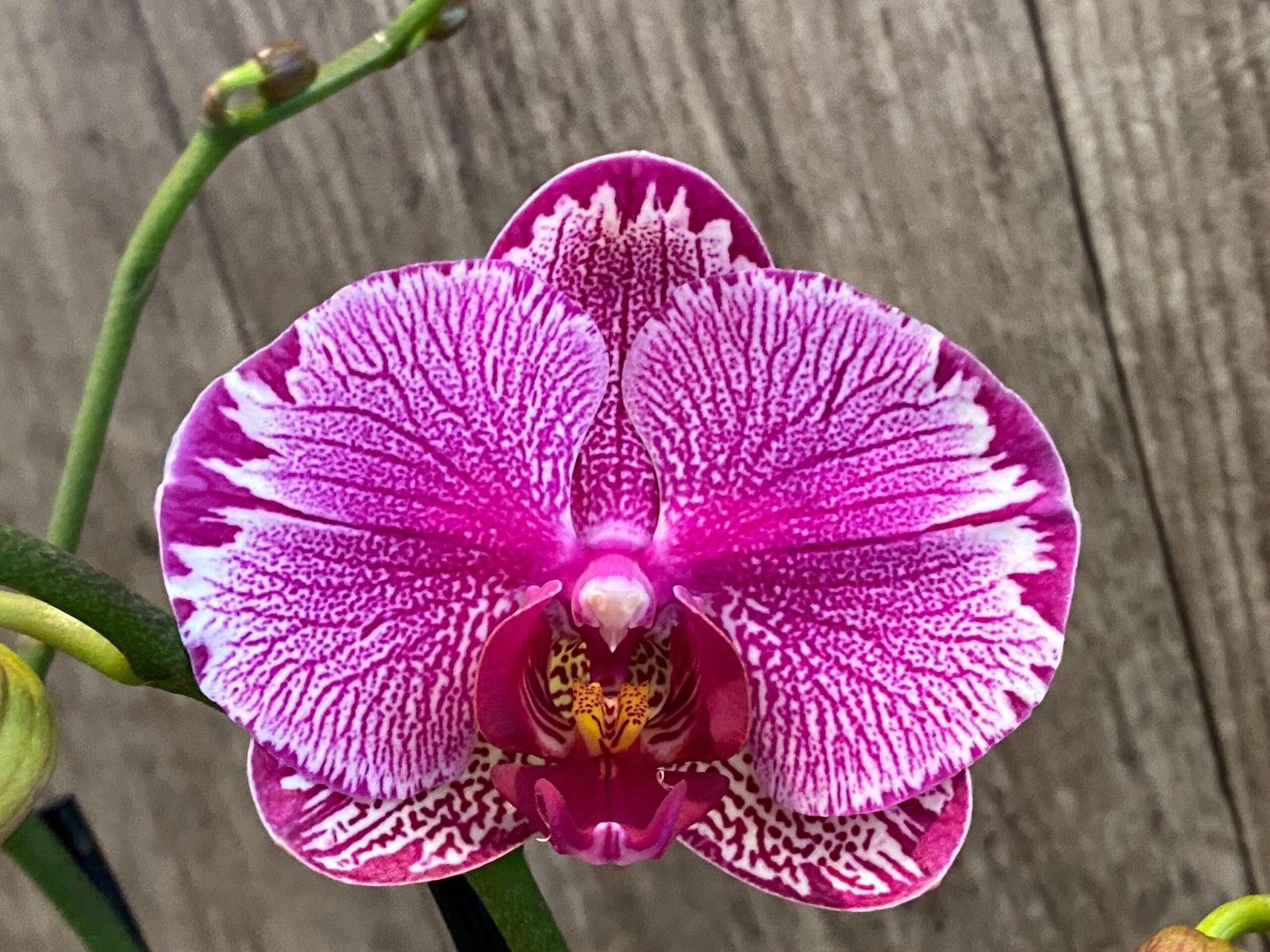 Double Spikes Phalaenopsis Large I-Hsin Pink Spider (4.5″ Pot ...