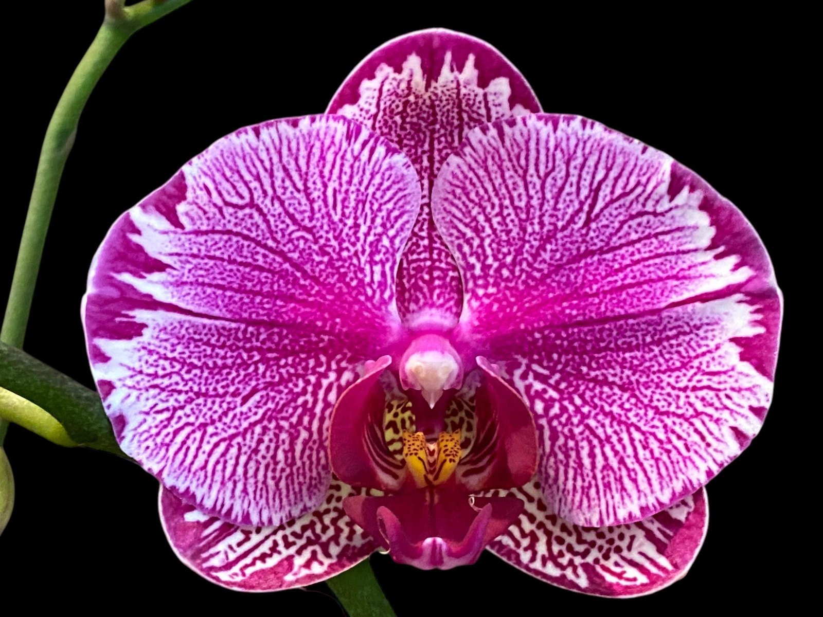 Double Spikes Phalaenopsis Large I-Hsin Pink Spider (4.5″ Pot ...