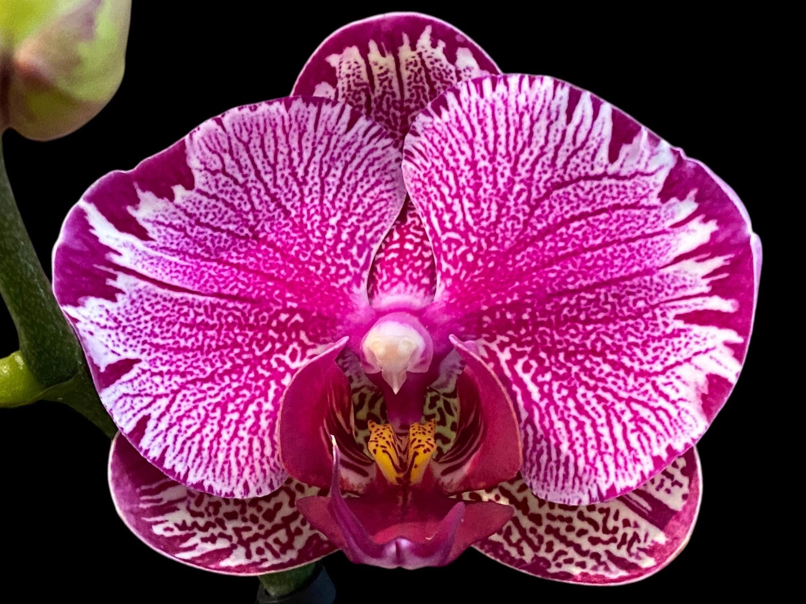 Double Spikes Phalaenopsis Large I-Hsin Pink Spider (4.5″ Pot ...