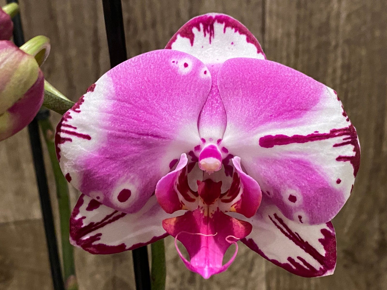 Double Spikes Phalaenopsis Magic Art (4.5″ pot) - Everything Orchids