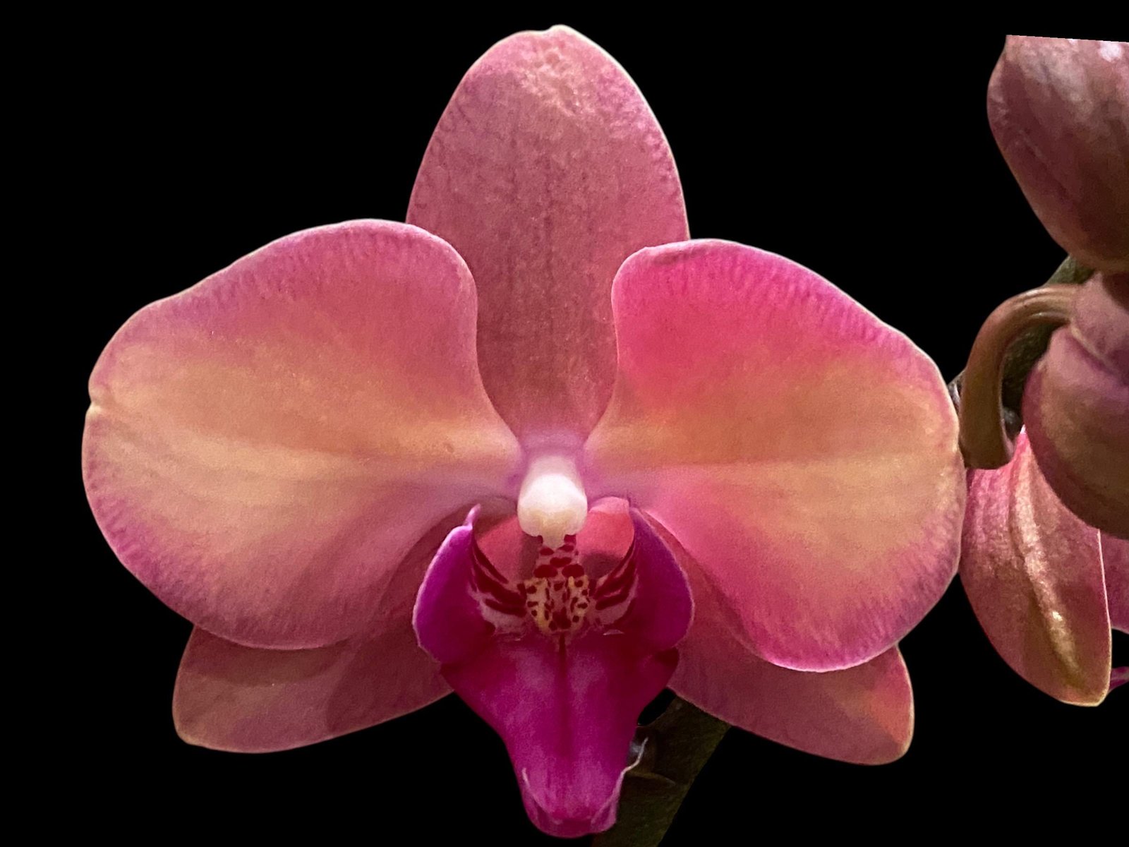 Double Spikes Phalaenopsis OX Little Beauty (4″ Pot) - Everything Orchids