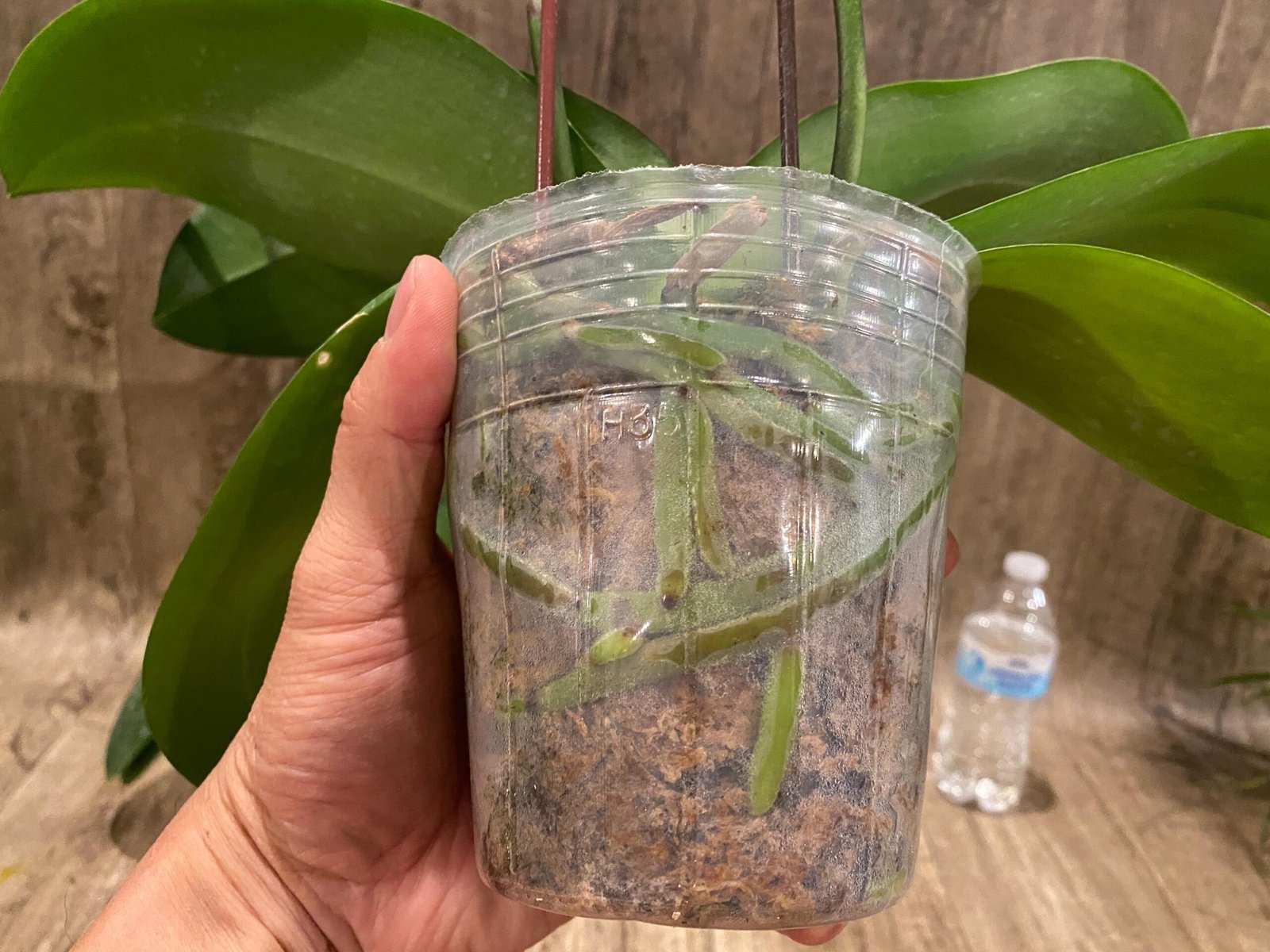Double Spikes Phalaenopsis Pink Icing (4.5″ pot) - Everything Orchids