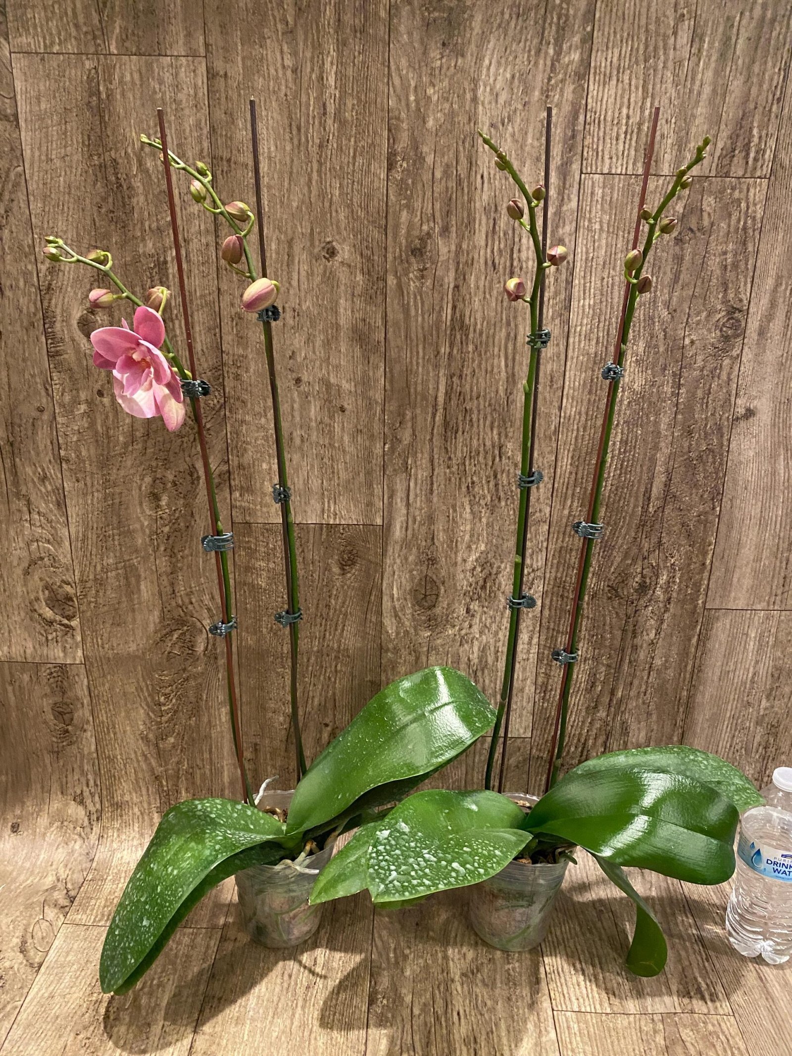 Double Spikes Phalaenopsis Pink Icing (4.5″ pot) - Everything Orchids