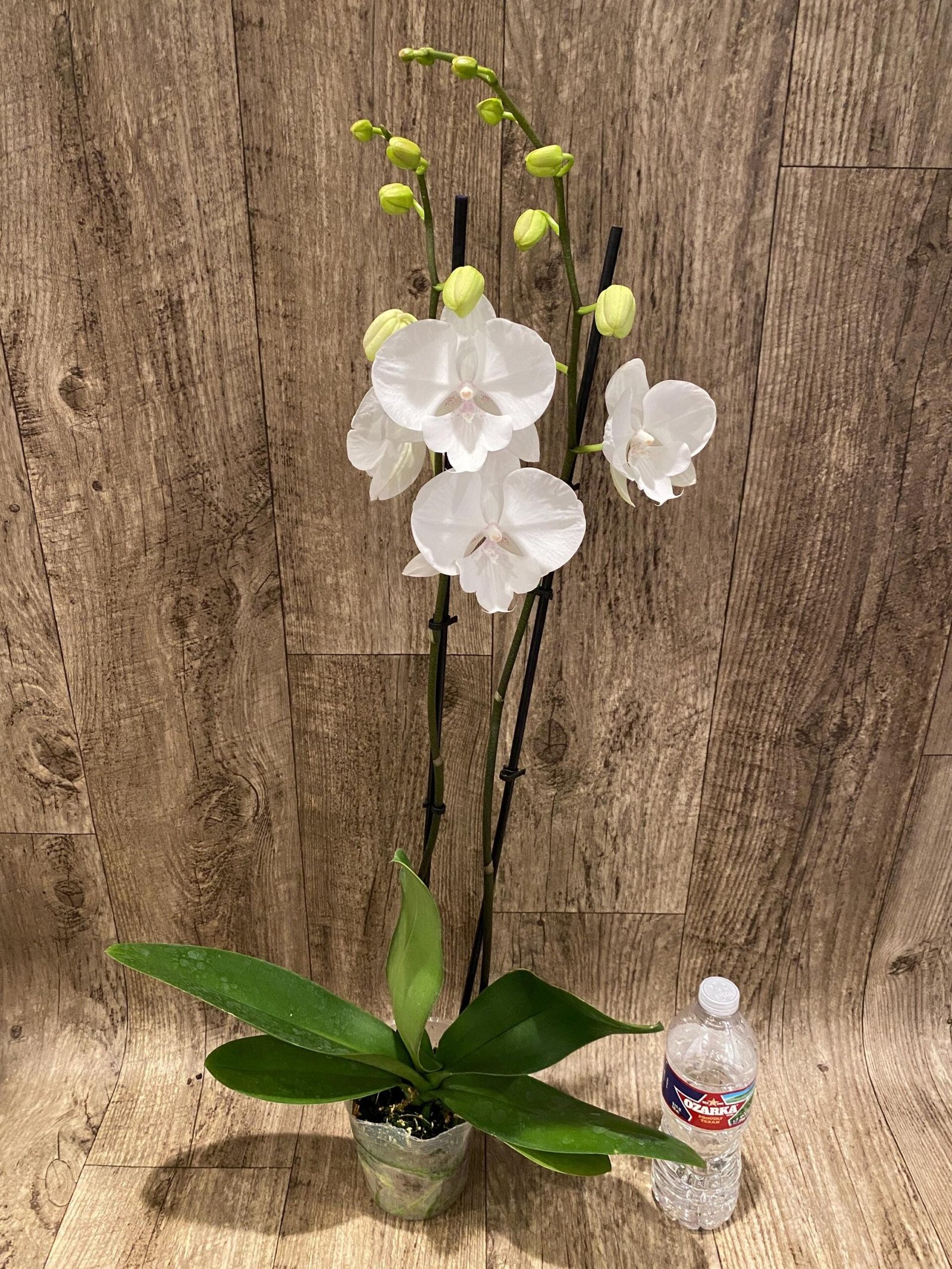 Double Spikes Phalaenopsis White Butterfly (Grace Palm x Snow Flake) (4 ...