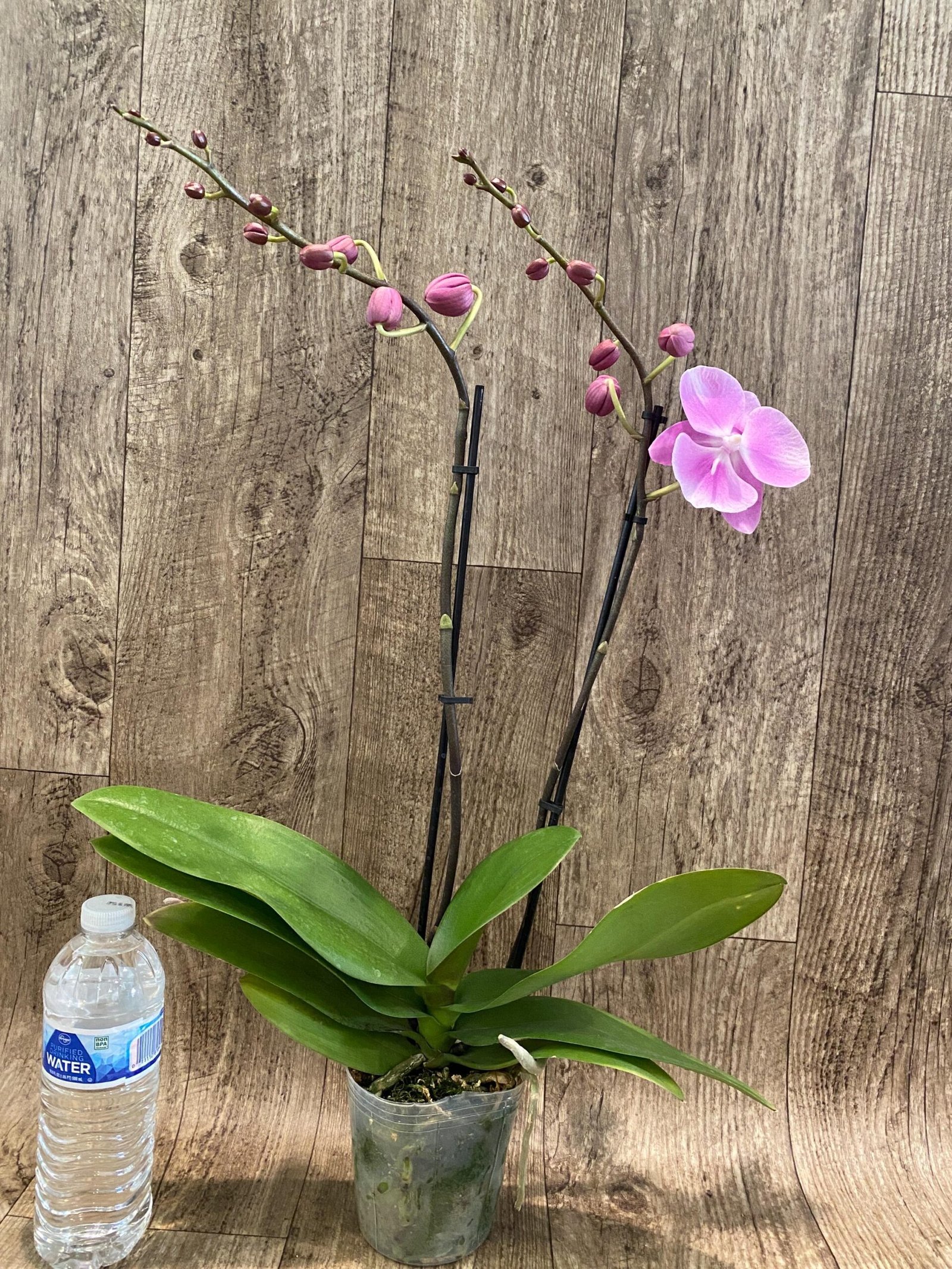 Double Spikes Phalaenopsis Yushan D-Pearl (4.5″ Pot) - Everything Orchids