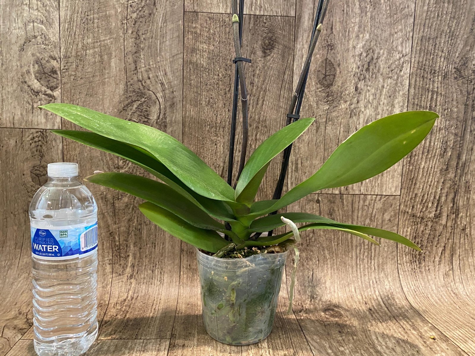 Double Spikes Phalaenopsis Yushan D-Pearl (4.5″ Pot) - Everything Orchids