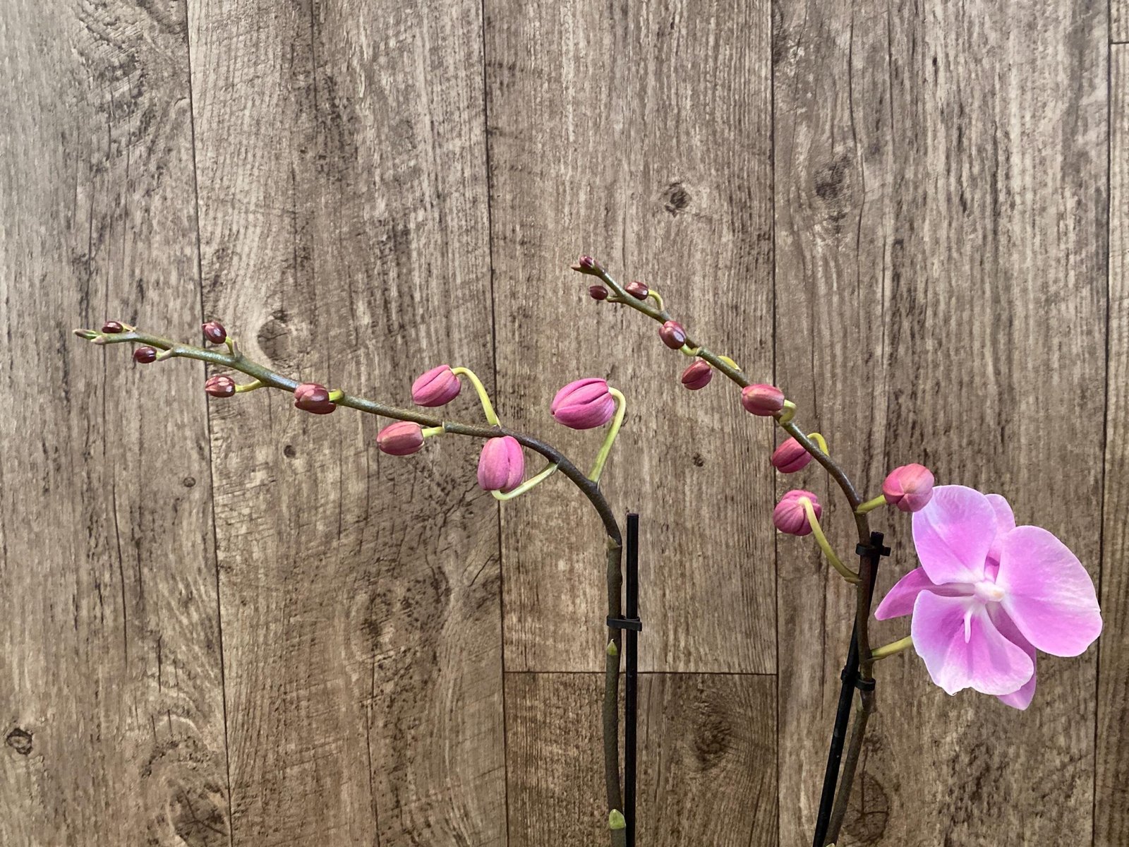 Double Spikes Phalaenopsis Yushan D-Pearl (4.5″ Pot) - Everything Orchids