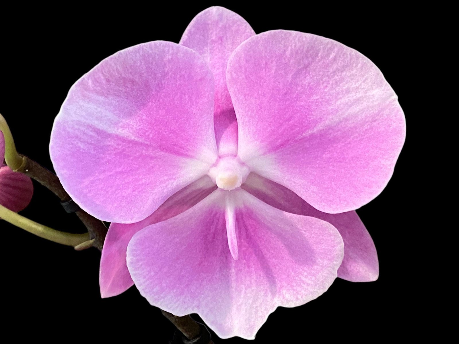 Double Spikes Phalaenopsis Yushan D-Pearl (4.5″ Pot) - Everything Orchids