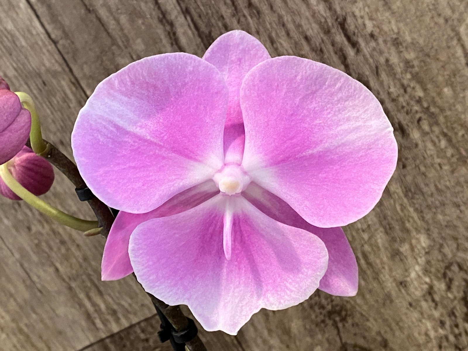 Double Spikes Phalaenopsis Yushan D-Pearl (4.5″ Pot) - Everything Orchids