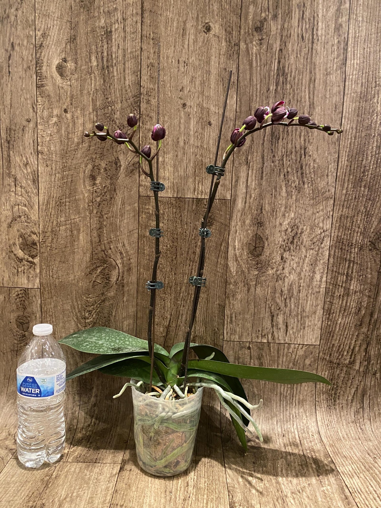 Double Spikes Rare Dark Red Phalaenopsis NOID (4.5″ pot) - Everything ...