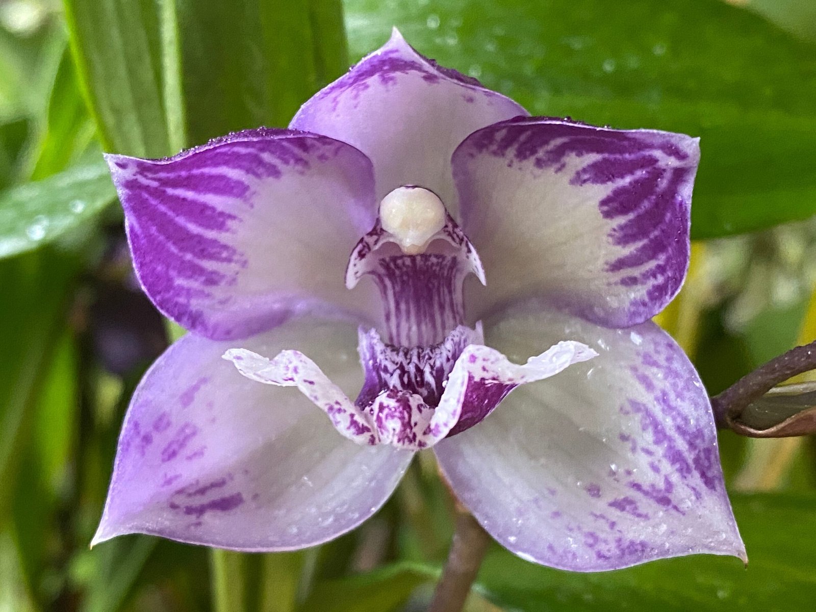 Double Spikes Tsubotaara Melinda Marie ‘Blue Sapphire’ (3.5” Pot ...