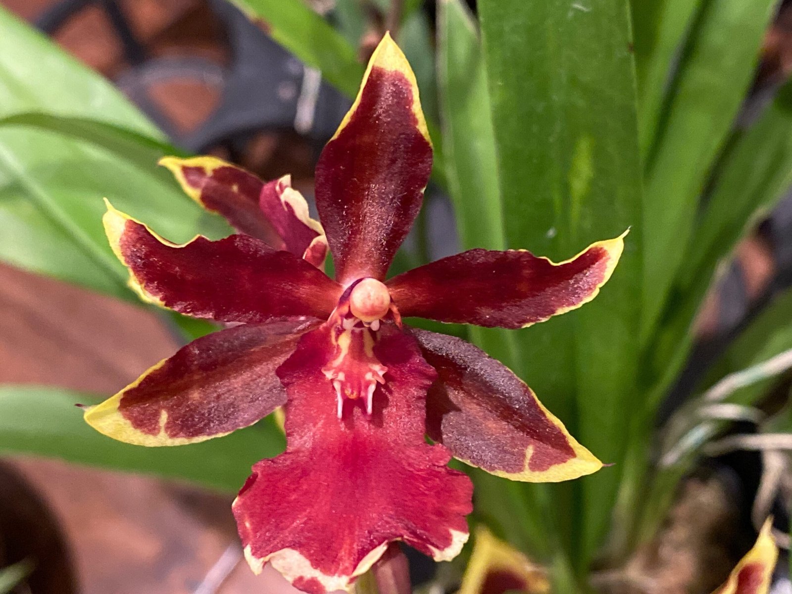 Double Tall Spikes Odontocidium Wildcat ‘Golden Red Star’ (3.5” Pot ...