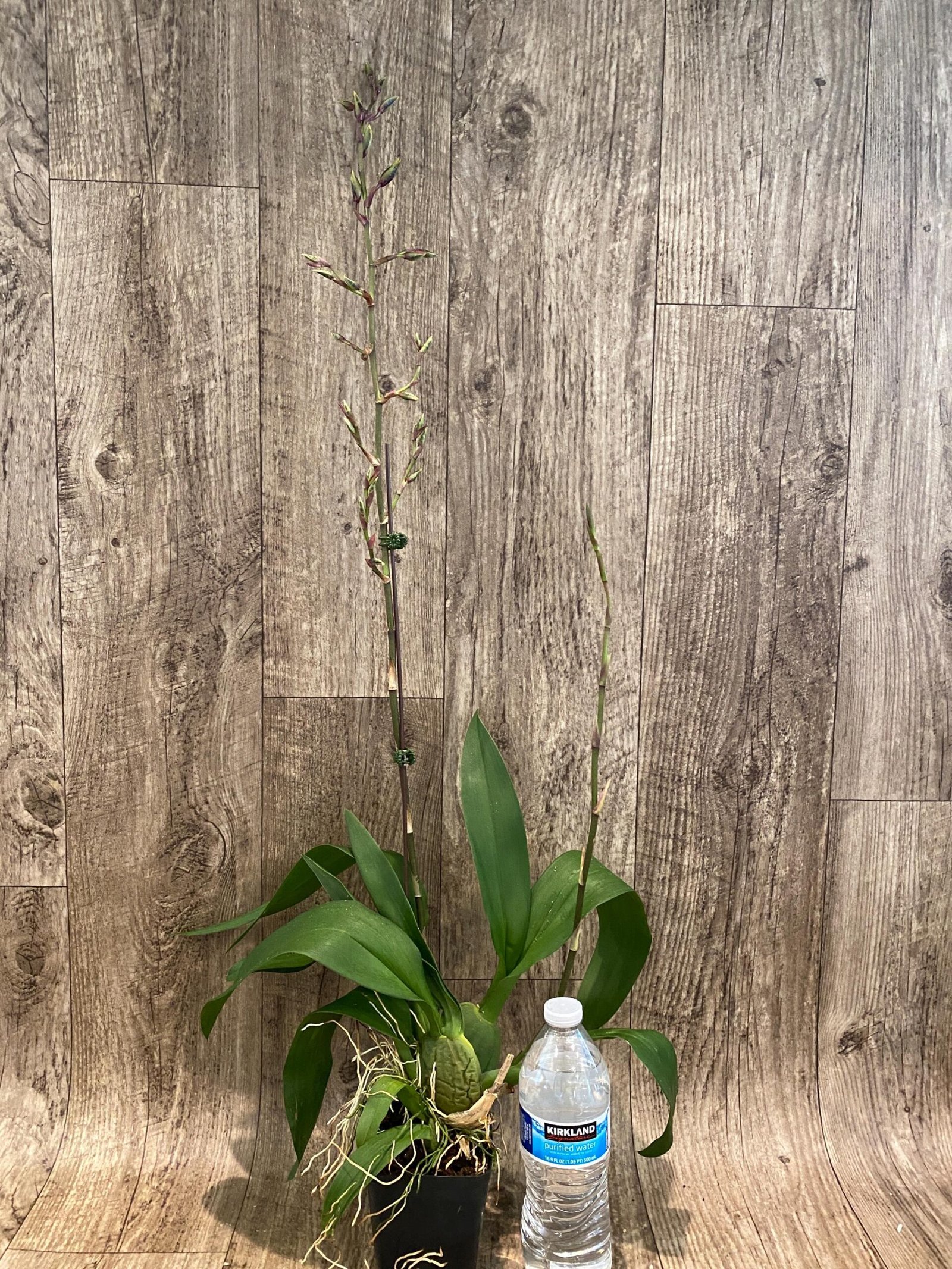 Double Tall Spikes Odontocidium Wildcat ‘Golden Red Star’ (3.5” Pot ...