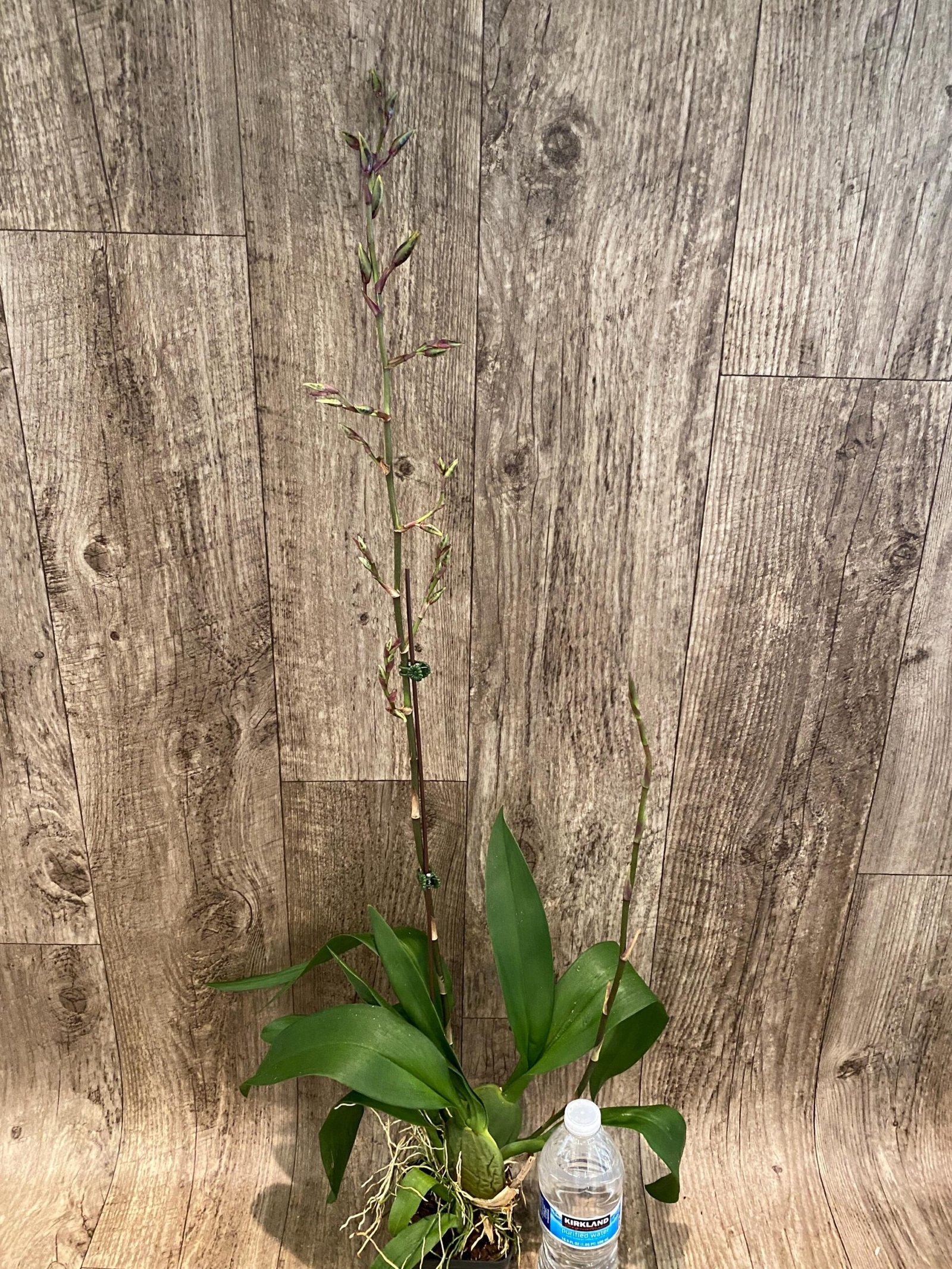 Double Tall Spikes Odontocidium Wildcat ‘Golden Red Star’ (3.5” Pot ...