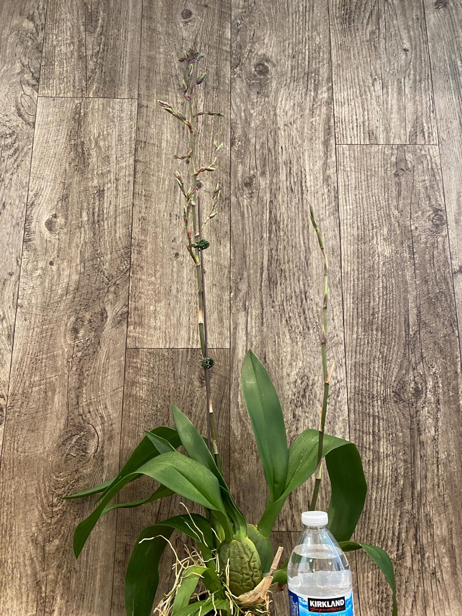 Double Tall Spikes Odontocidium Wildcat ‘Golden Red Star’ (3.5” Pot ...