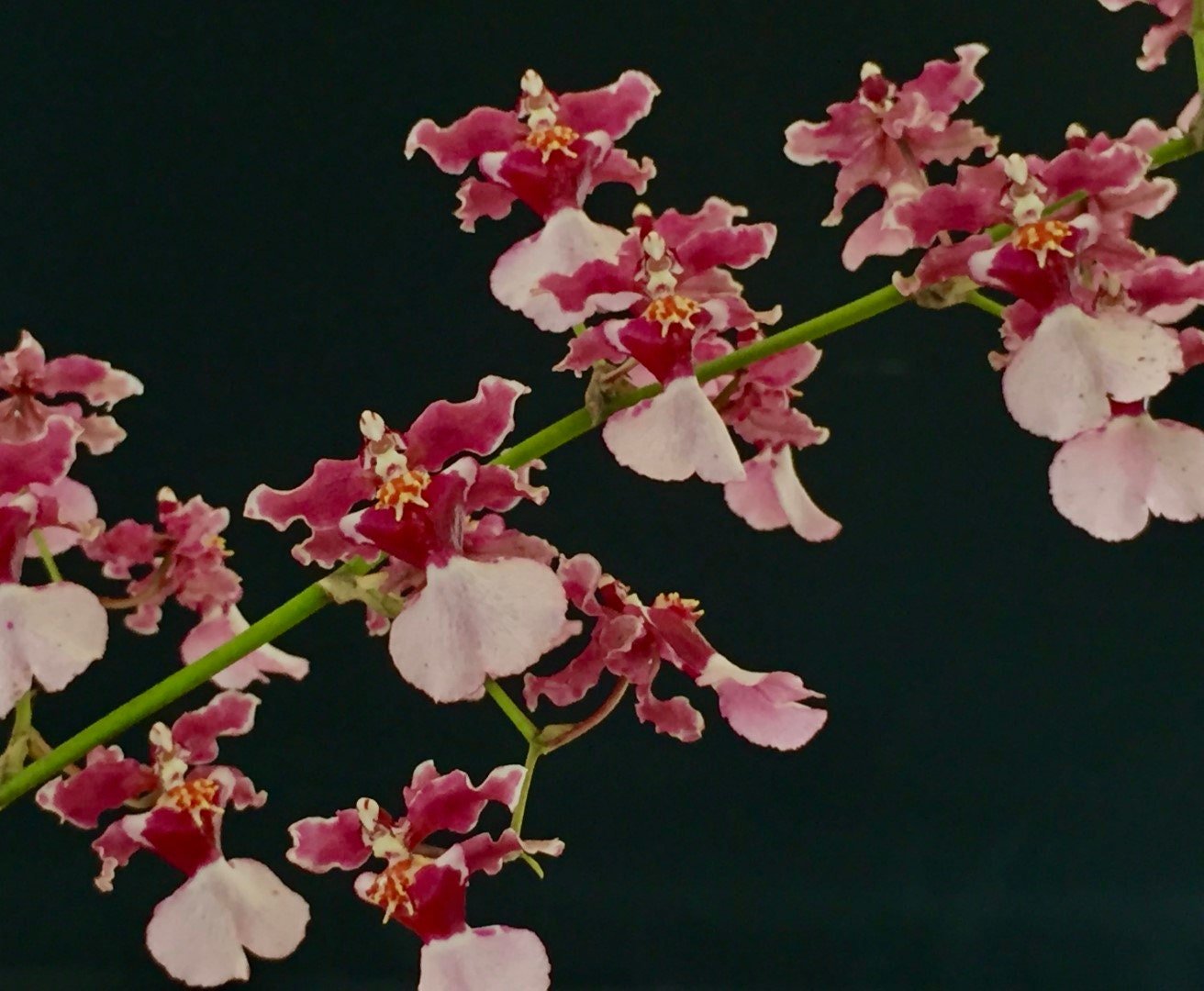 Double Tall Spikes – Oncidium Ruth’s Rainbow ’Over the Rainbow’ (3.5 ...
